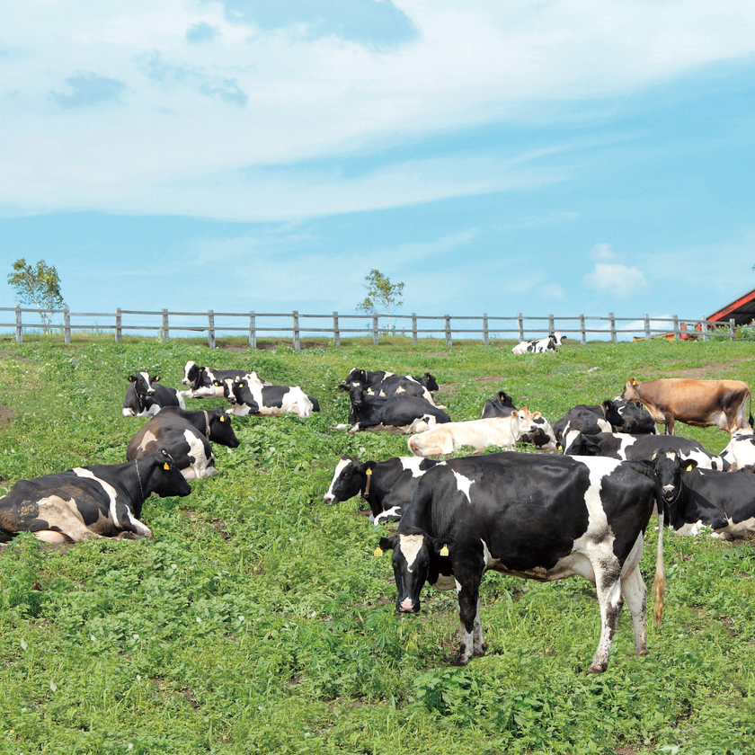 Milk Cheese Cookie – LeTAO australia Offical Website